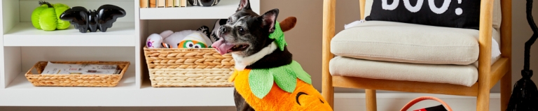 Halloween Pet Costumes, Toys & Treats